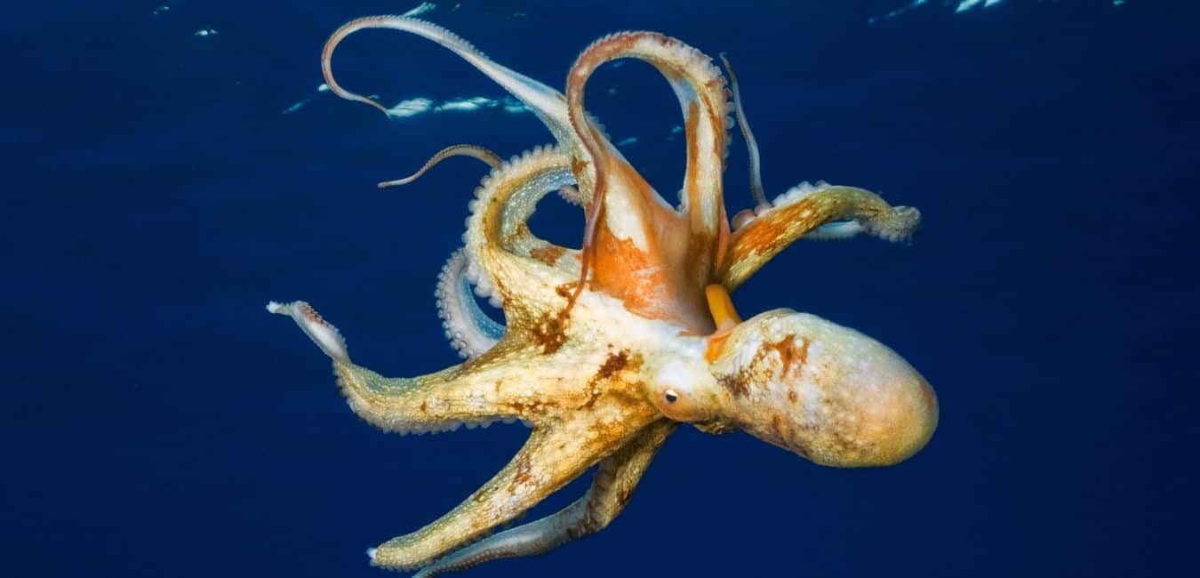 45+ Hilarious Octopus Jokes That Will Stick With You Forever