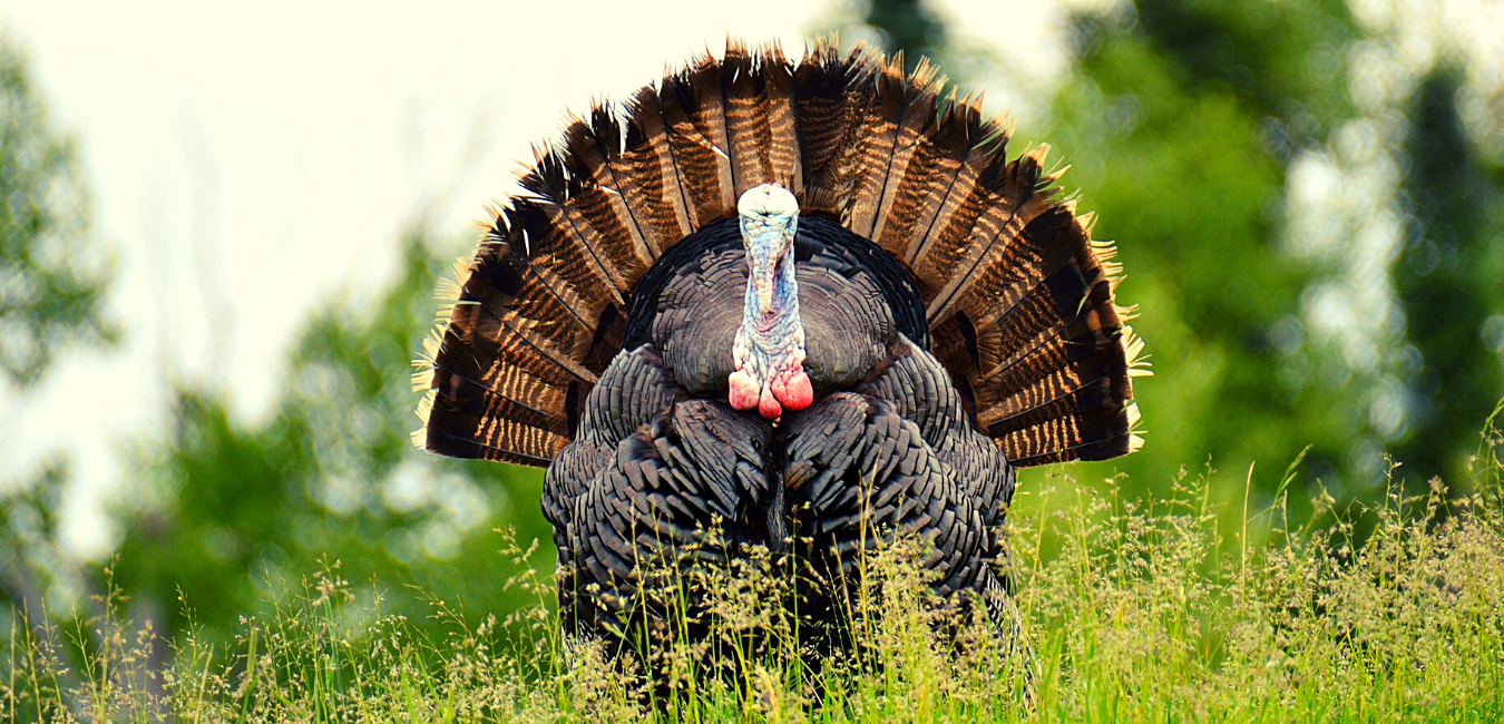 45+ Silly Turkey Jokes To Make You Want To Gobble Them Up