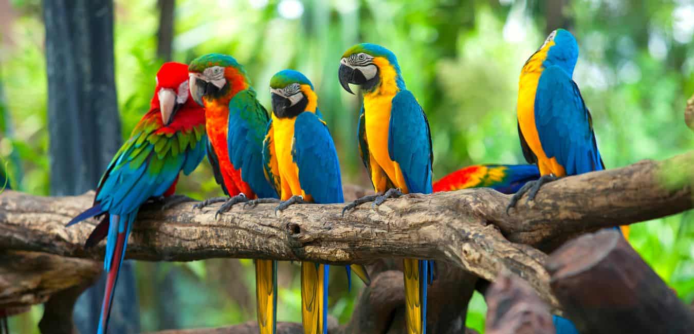 40+ Funny Parrot Jokes to Make You Laugh Repeatedly