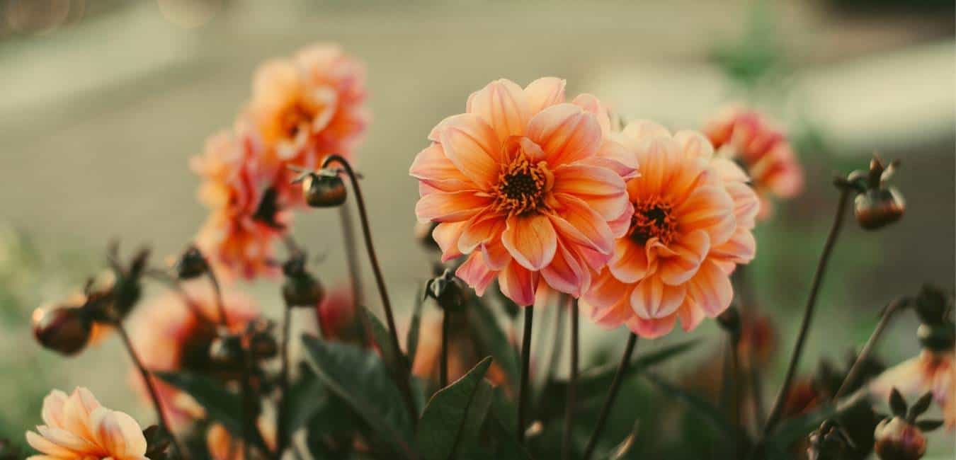 32+ Funny Flower Jokes to Brighten Your Day
