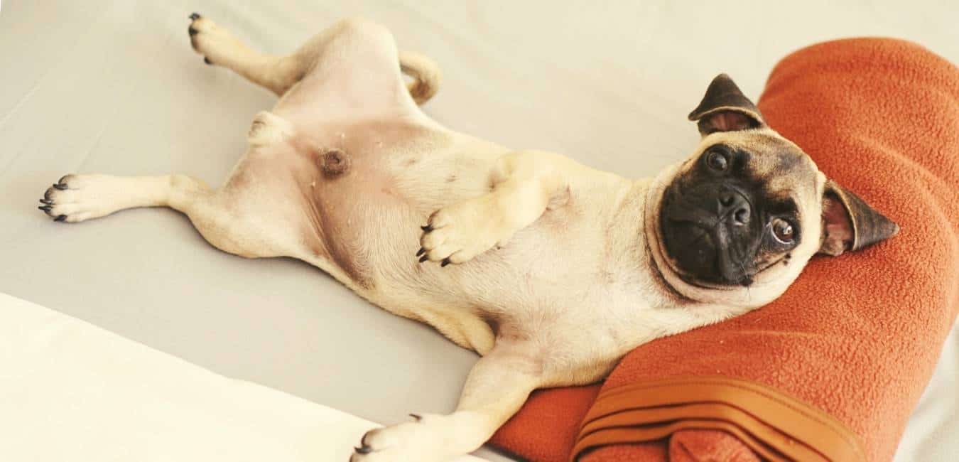 85+ Mind-blowing Dog Jokes - FunnyJokesToday.com